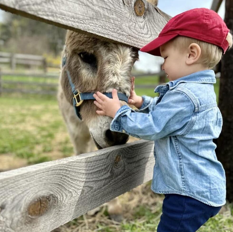 Bluebird Trail Farm | Organic food, education and fun